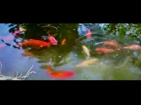 Goldfish Music Video - YouTube