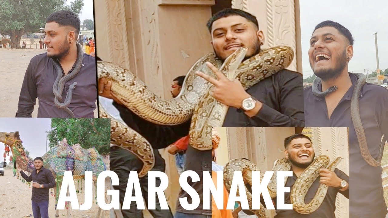Rajasthan gogga medi with Ajgar snake AND black cobra 🐍 #haryanvi # ...