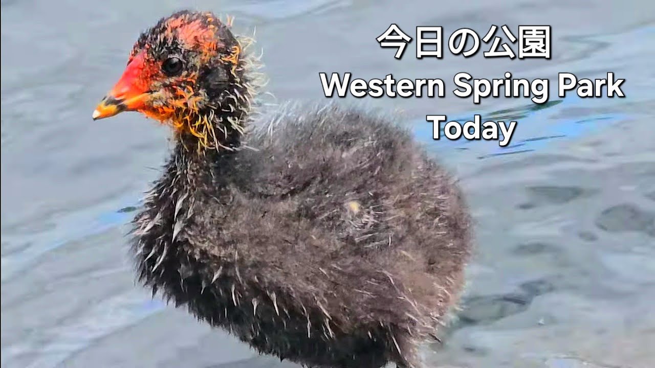 【NZ Bird 鳥】とある日の公園 Today's Western Spring Park - YouTube