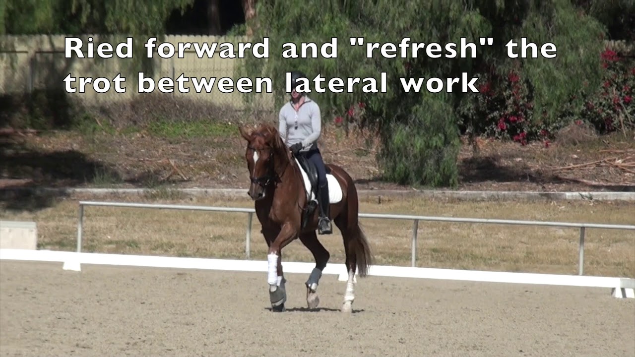 Dressage Tip: How to improve your shoulder-in - YouTube