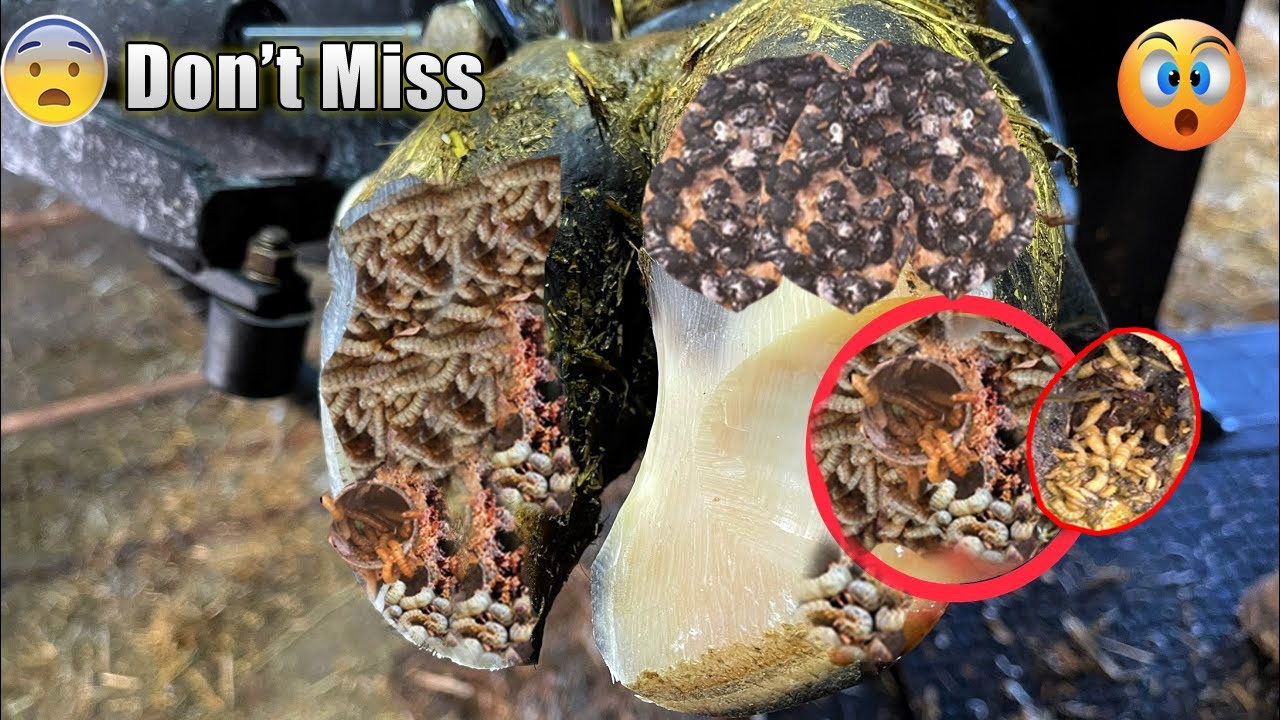 I Found 4 SHOCKING Things About Cow Hoof | Animals Hooping 🐄 - YouTube