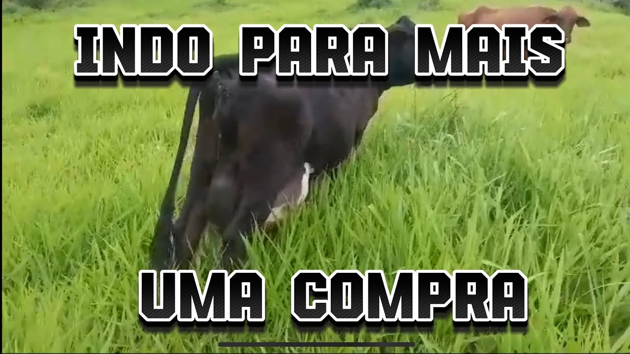 INDO PRA MAIS UMA COMPRA DE VACAS LEITEIRA #COMPRA #VACA #LEITEIRO - YouTube