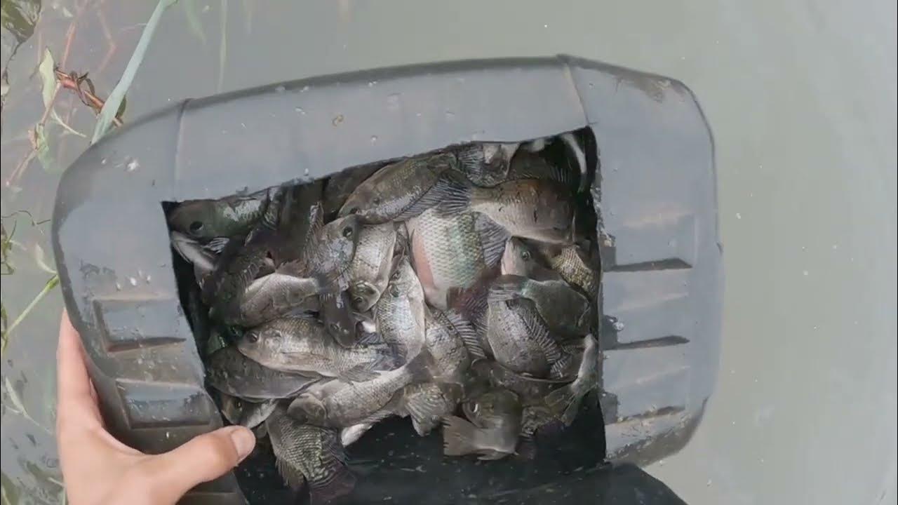 صيد السمك في الشتاء | صيد السمك في مصر | Nile river fishing in the cold ...