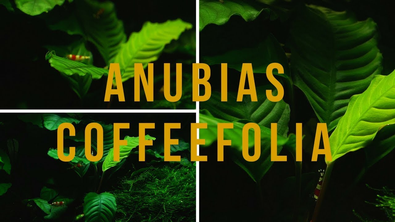 Anubias Coffeefolia - YouTube