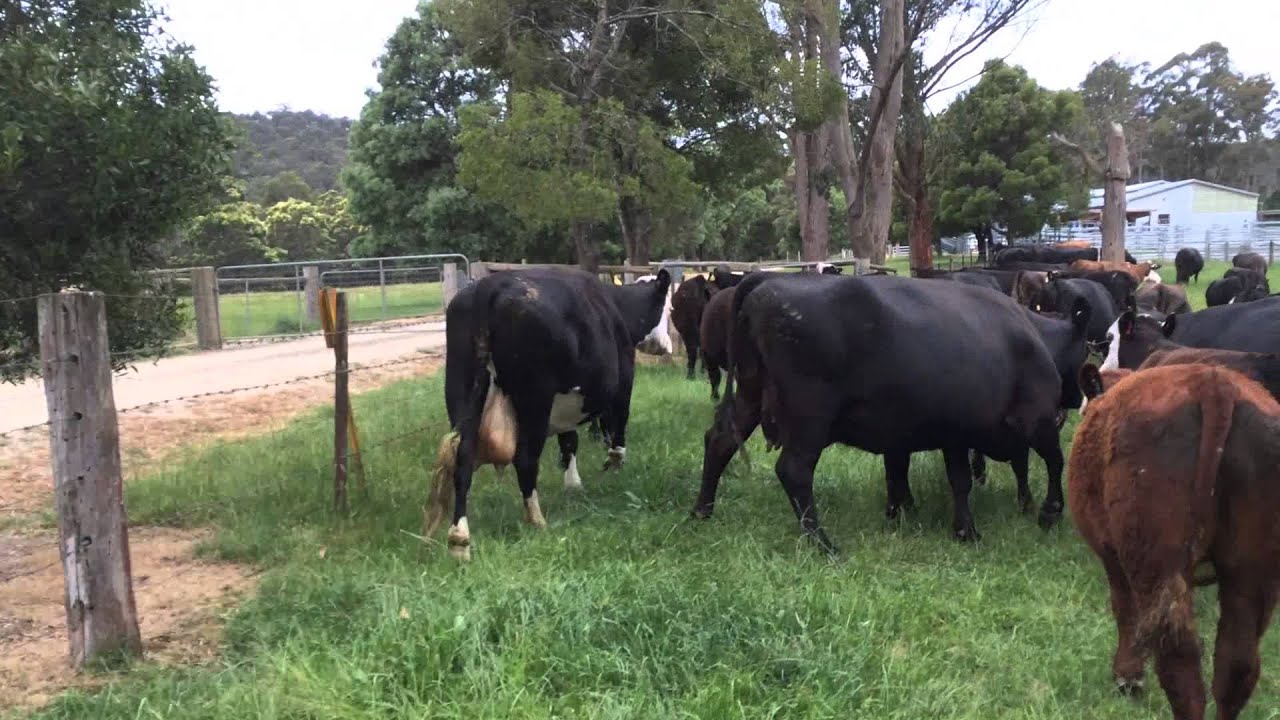 Moooooo Cow. - YouTube