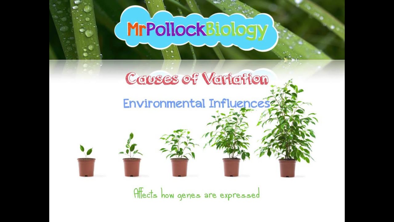 Variation - Causes and Types - YouTube