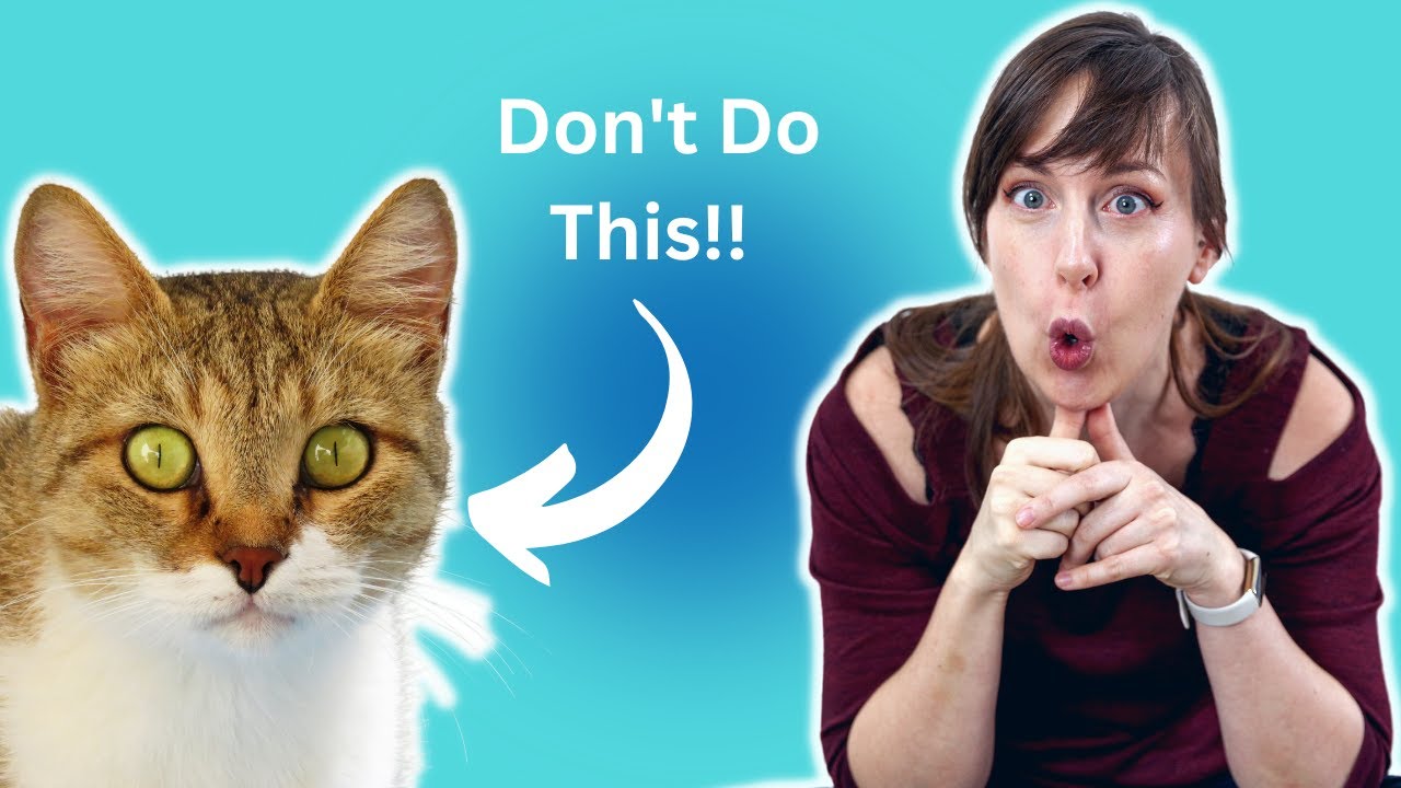 5 BIG Mistakes You´re Making When Interacting With Your Cat, That Are ...