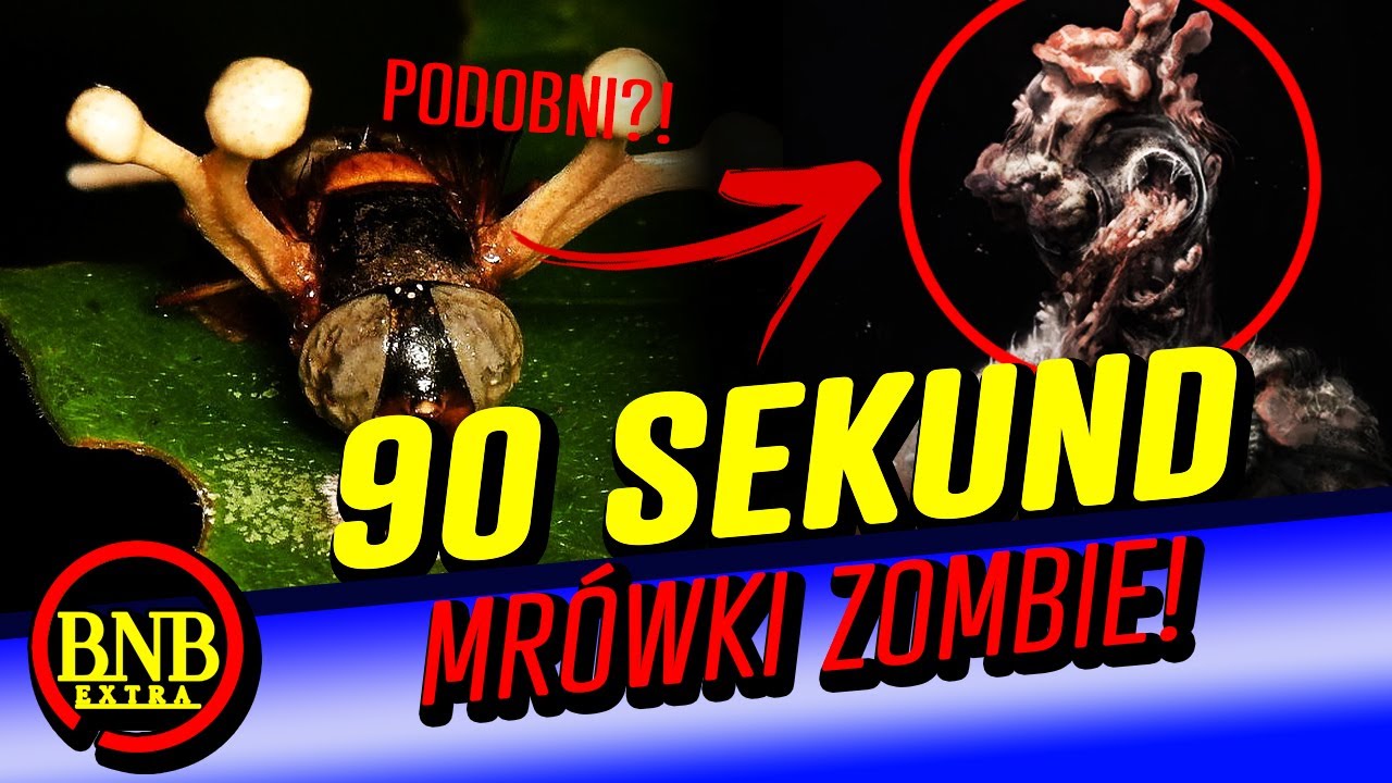 MRÓWKI ZOMBIE! WYSTĘPUJĄ W POLSCE! | 90 SEKUND - YouTube