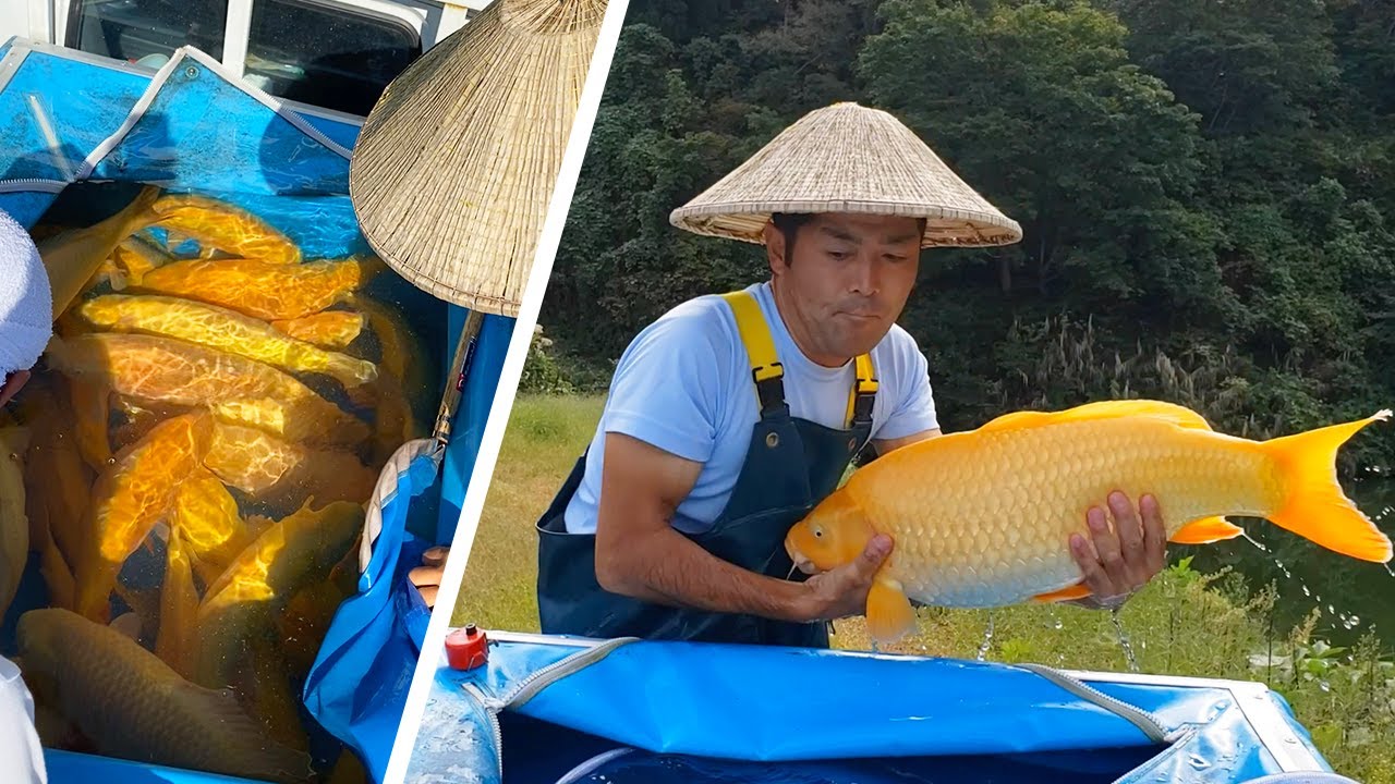 Jumbo Koi Harvest Yagenji *Yellow Koi Fish Karashigoi - YouTube