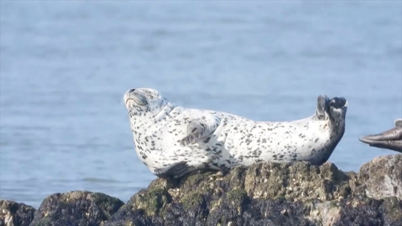 Seal Reef, the perfect resting station for migrating spotted seals ...