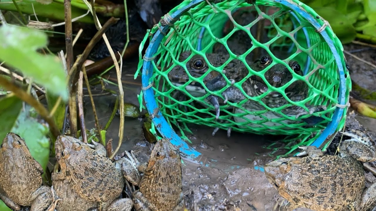 Catching Frogs with Crazy Effective Traps - YouTube