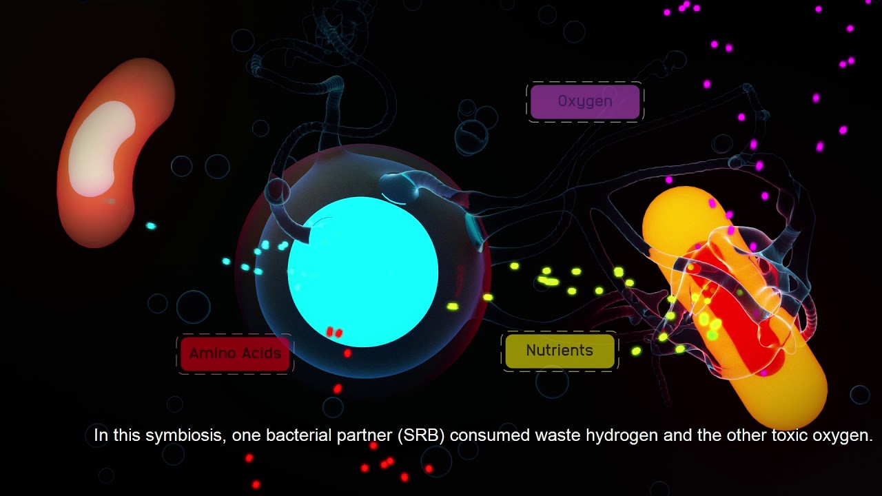 A new model for the origin of eukaryotes -the Entangle-Engulf ...