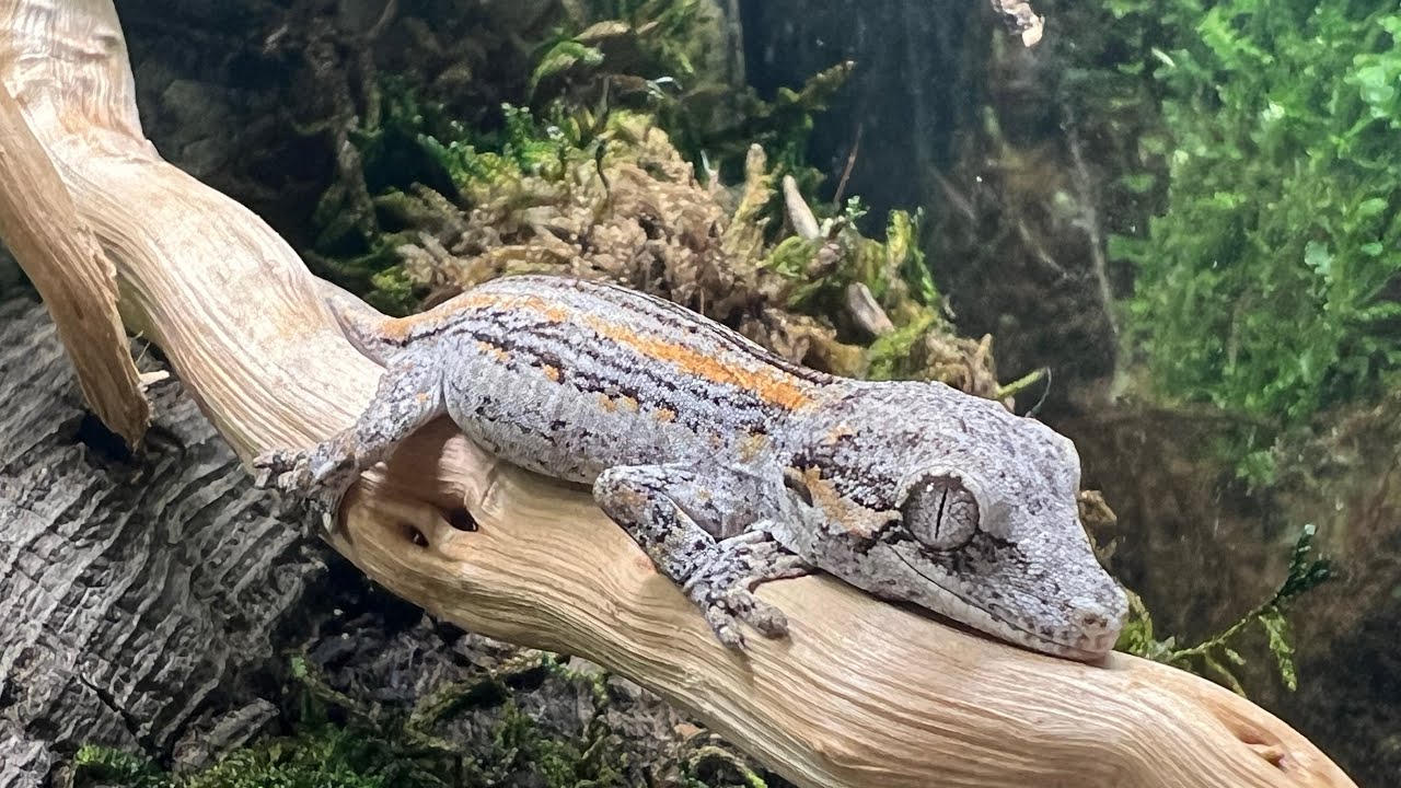 Gargoyle Gecko Care Guide 2022 - YouTube