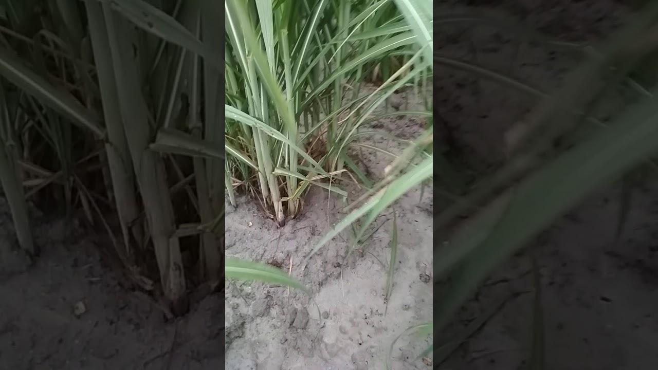 Ring pit method - YouTube