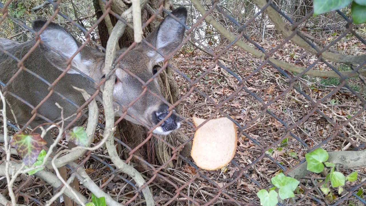 Feeding Deer with Wheat Bread - YouTube