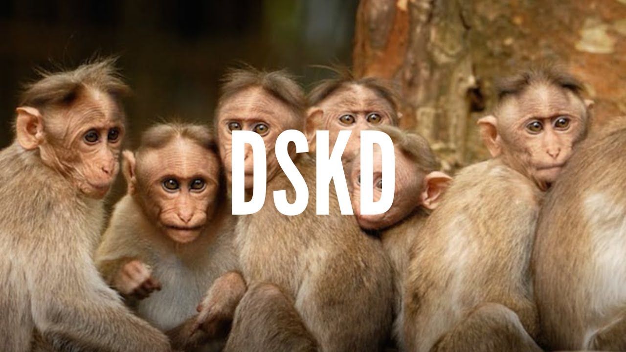 DSkD - YouTube
