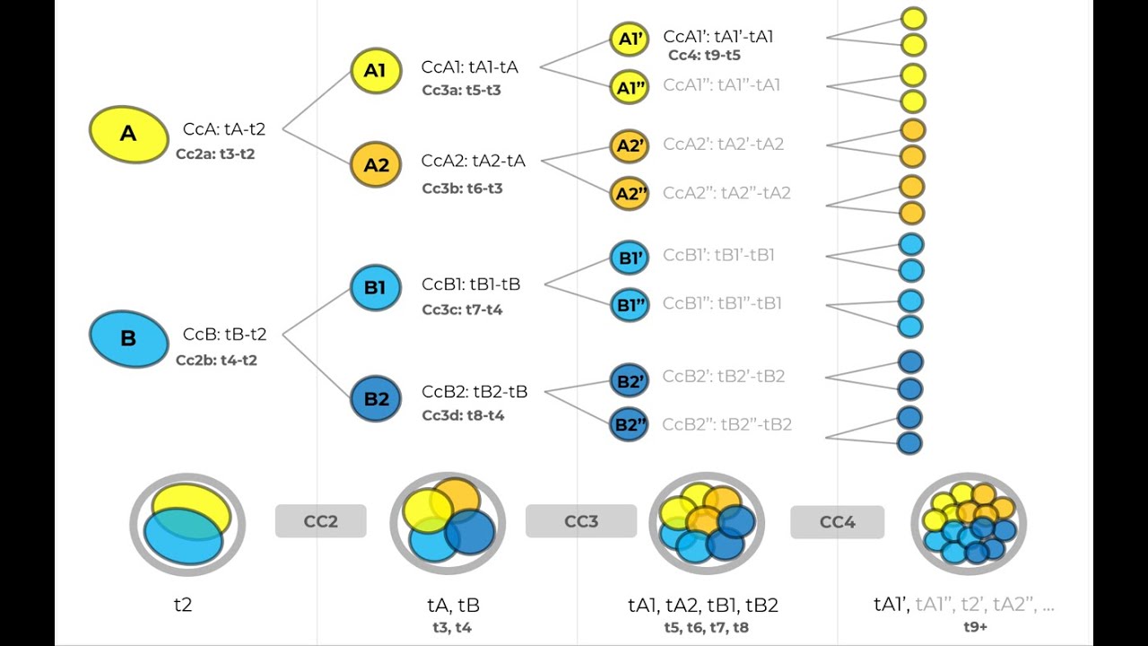 Diagram of Parameter Annotation on Time-Lapse - YouTube