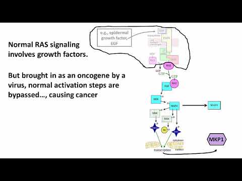 320-2 The RAS Oncogene its Normal Mitogenic Effects and Cancer - YouTube
