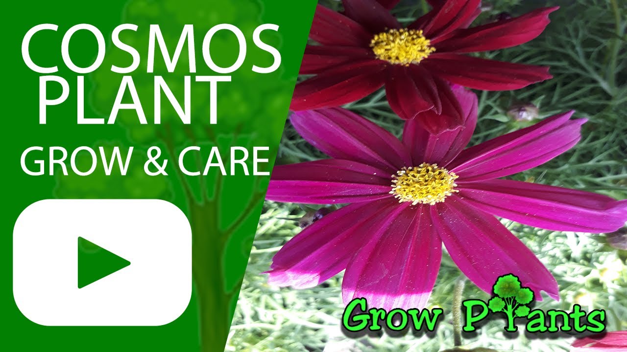 Cosmos plant – grow & care (Beautiful Cosmus flowers) - YouTube
