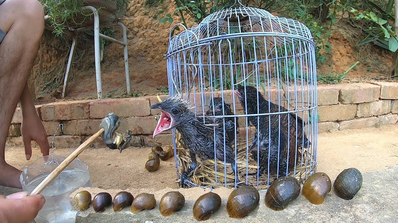 Snail is a delicious and nutritious food for young birds | HÀ VĂN TÂN ...