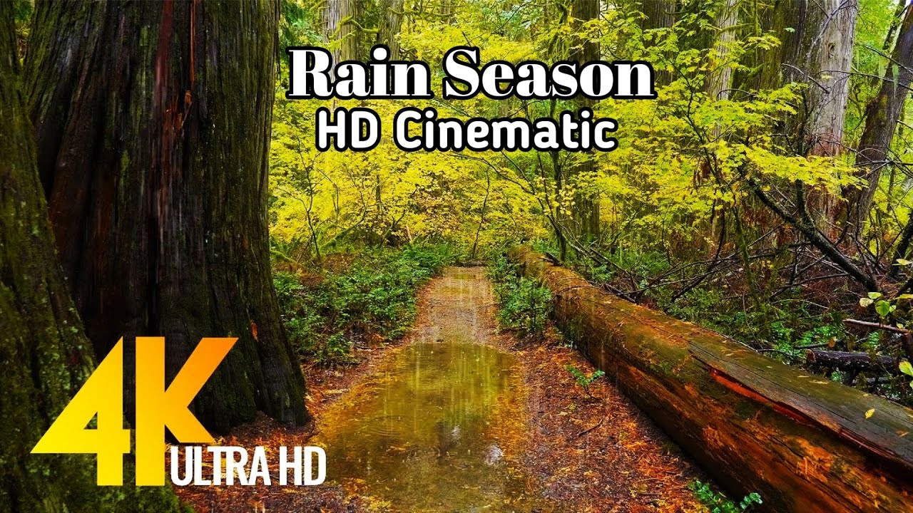 Rain Cinematic Video || Cinematic Rainy Season || Rainy Season ...