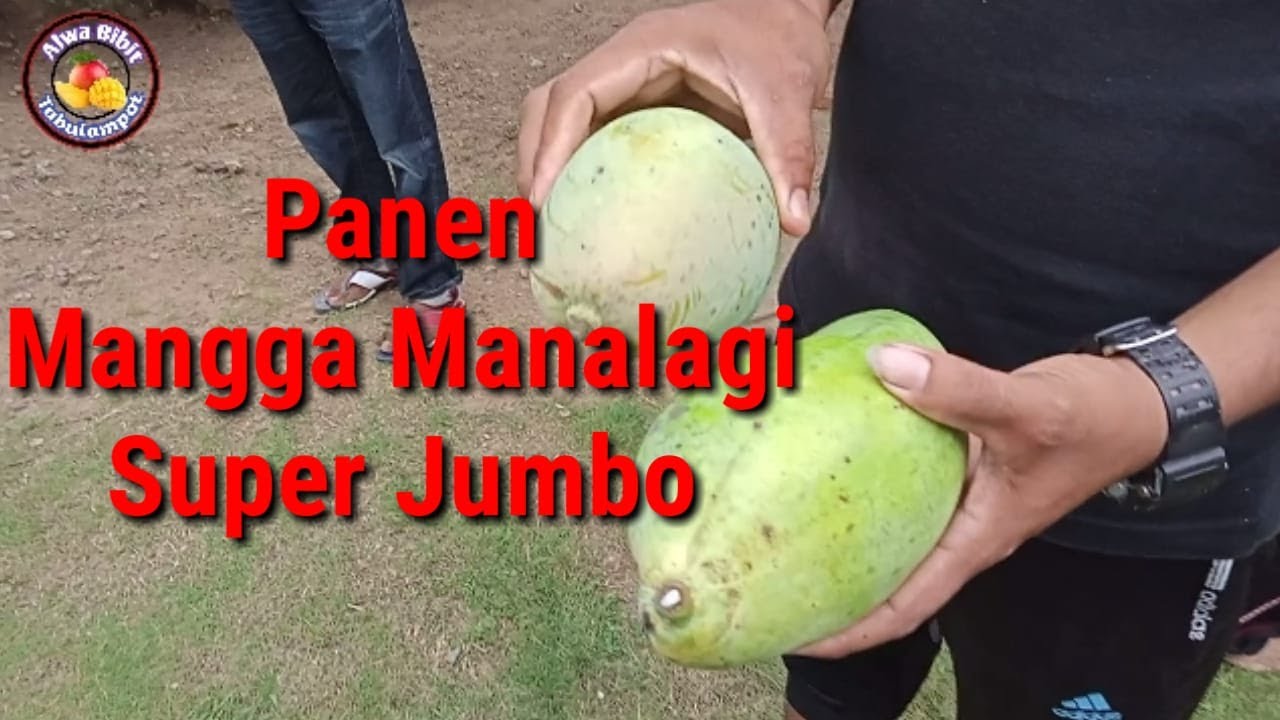 Panen Buah Mangga Manalagi Jumbo Depan Rumah - YouTube