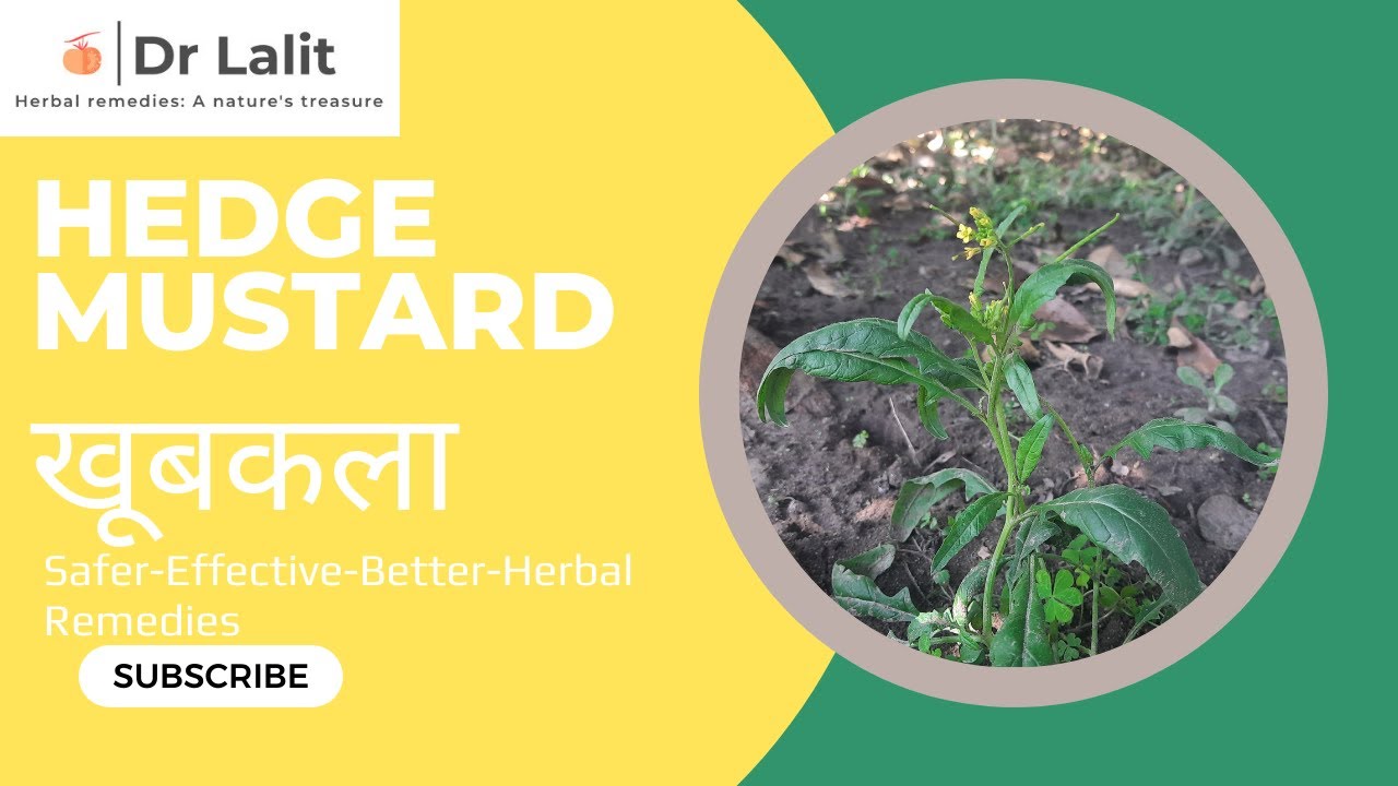 Hedgemustard_Londonrocket_खूबकला_Typhoid_Exanthemata II Sisymbrium_irio ...