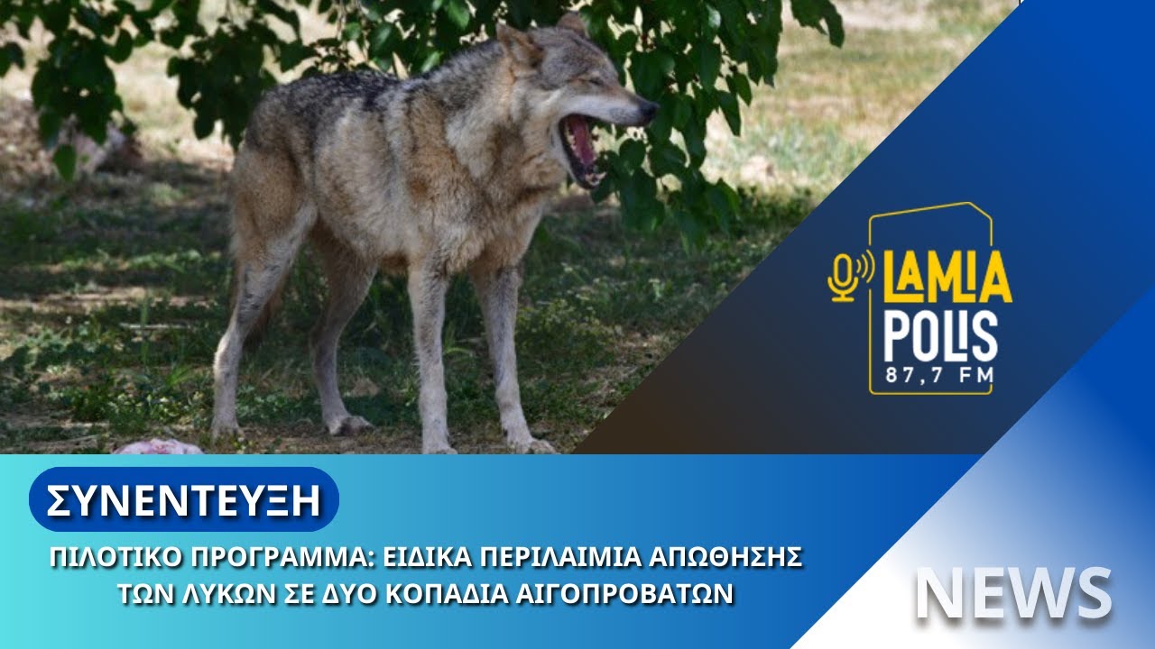 Πιλοτικό πρόγραμμα: Ειδικά περιλαίμια απώθησης των λύκων σε δύο κοπάδια ...