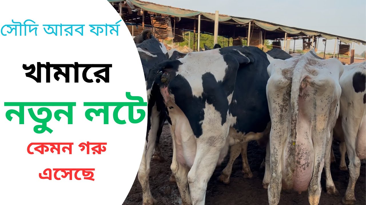 সৌদিআরব গরুর ফার্মে নতুন লটে কেমন গরু এসেছে 🐄🐄 || Saudi Arab cow ...