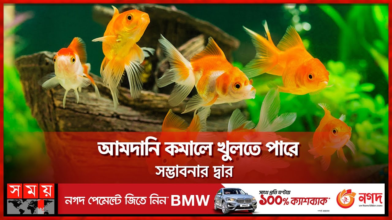 রংপুরে বাণিজ্যিকভাবে চাষ হচ্ছে রঙিন মাছ | Colour Fish | Colour Fish ...
