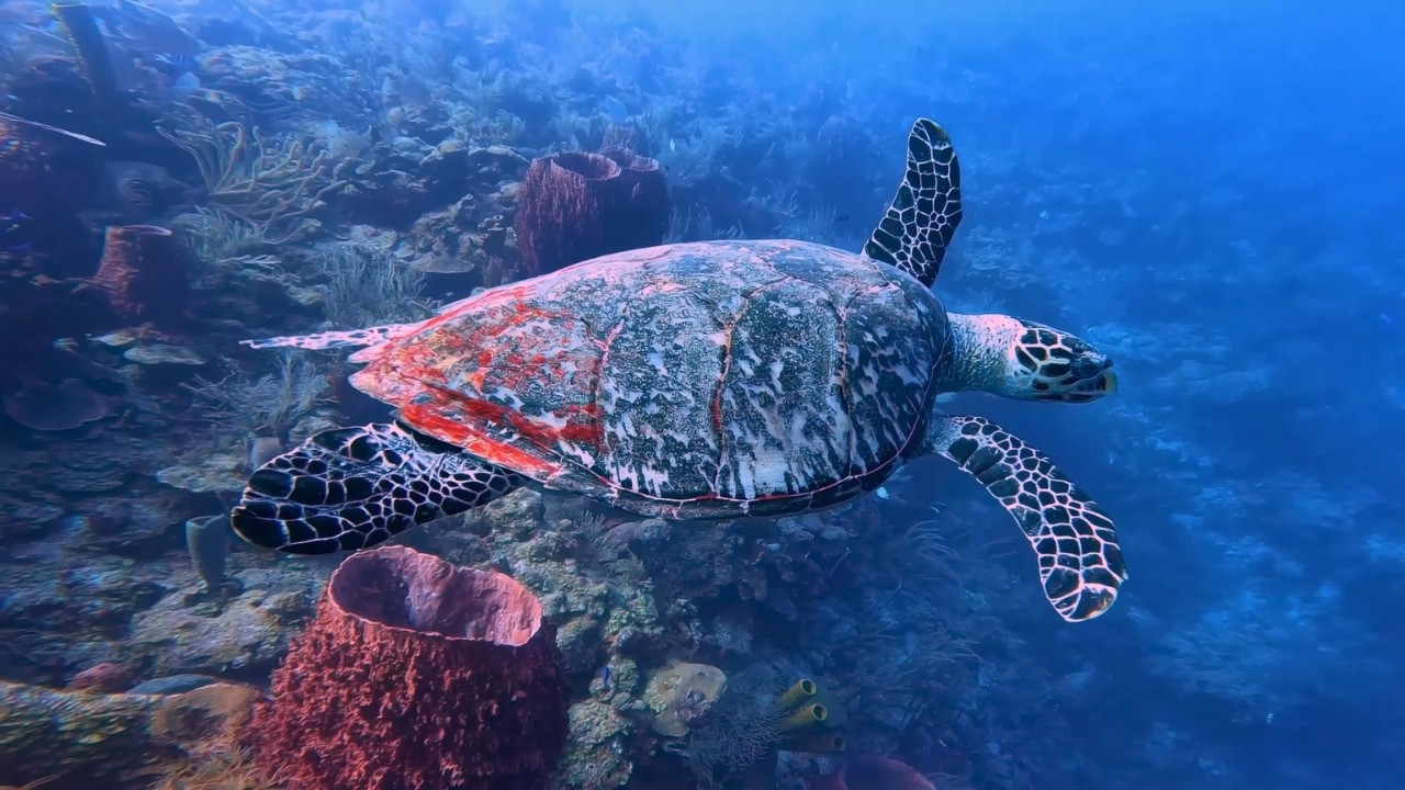 Underwater Symphony: Relaxing Music with Sea Creatures - YouTube