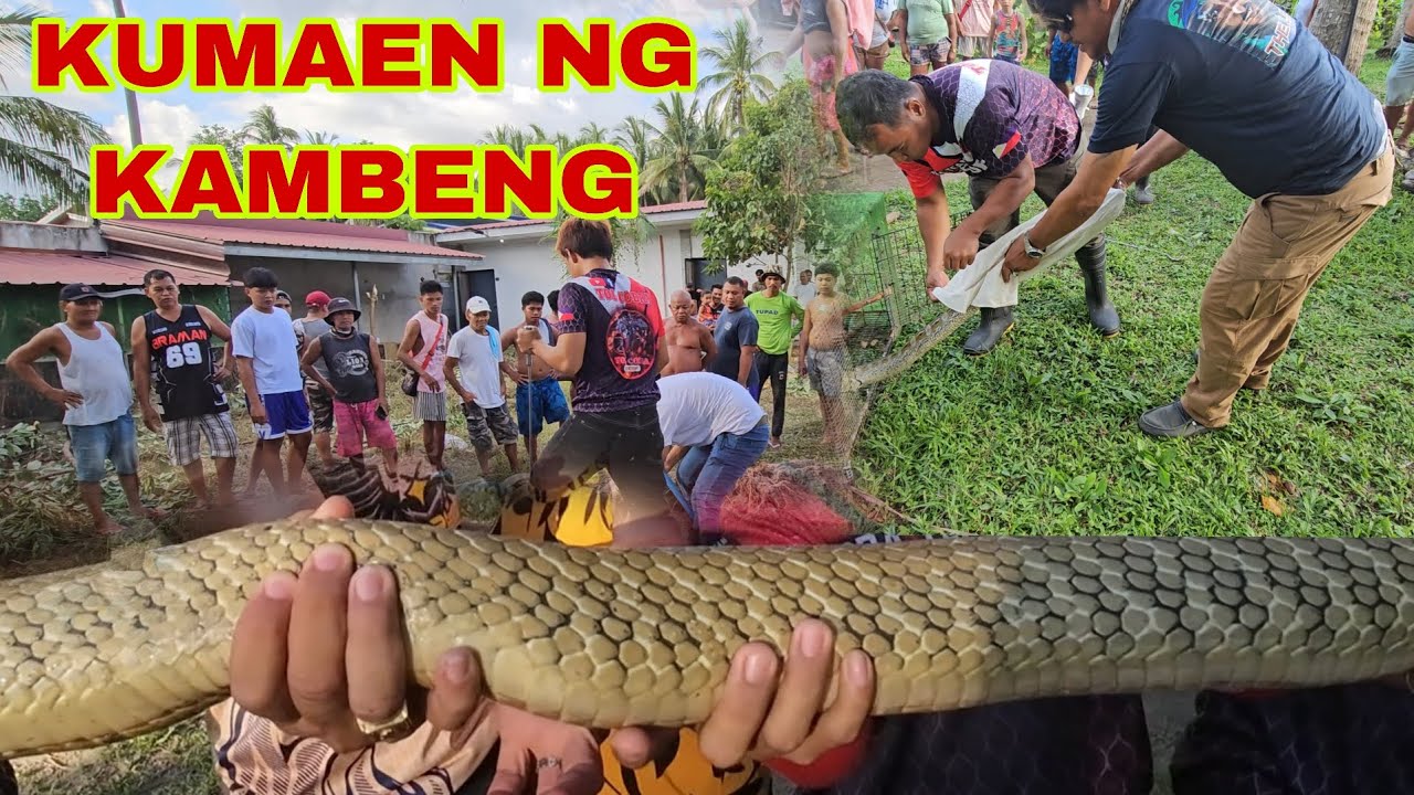 PINAKA MALAKING BANAKON NA NAHULI - YouTube