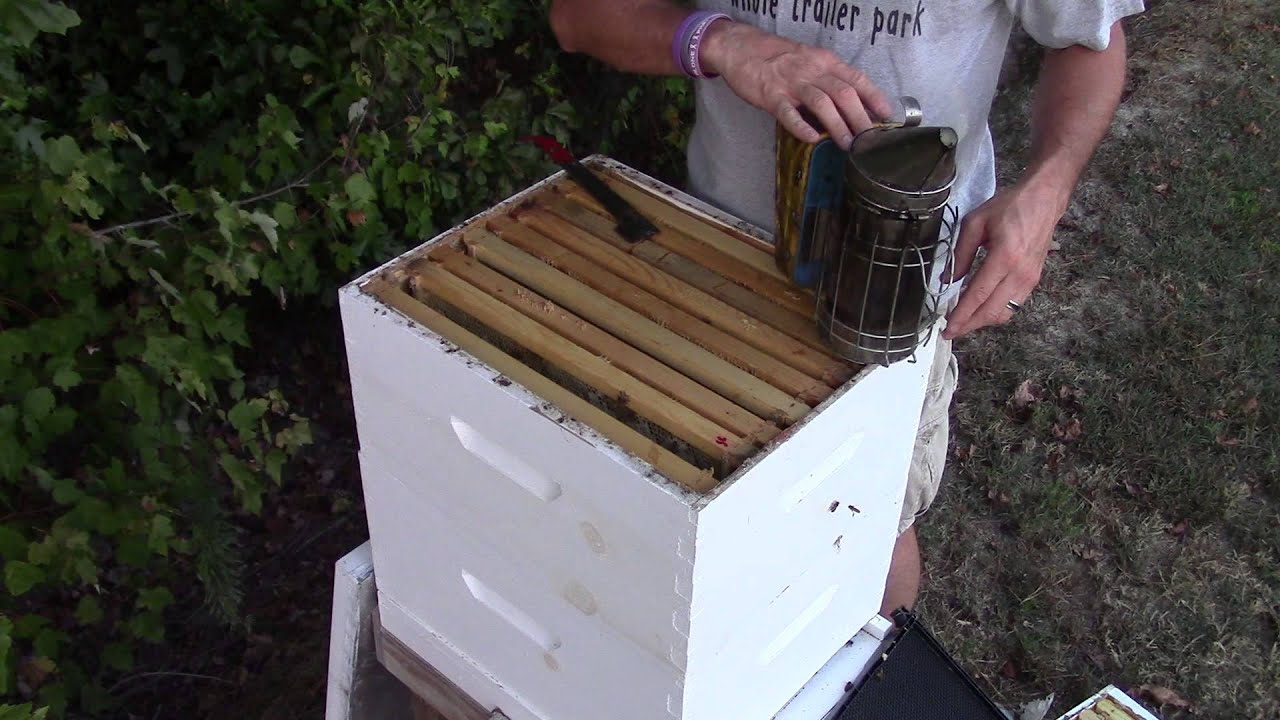 Hive with queen cells... What to do? - YouTube