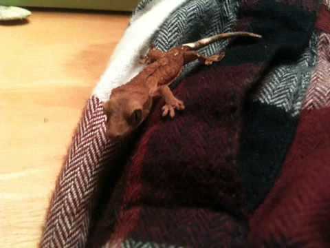 Pics of crested gecko+footage of my gecko biting me - YouTube
