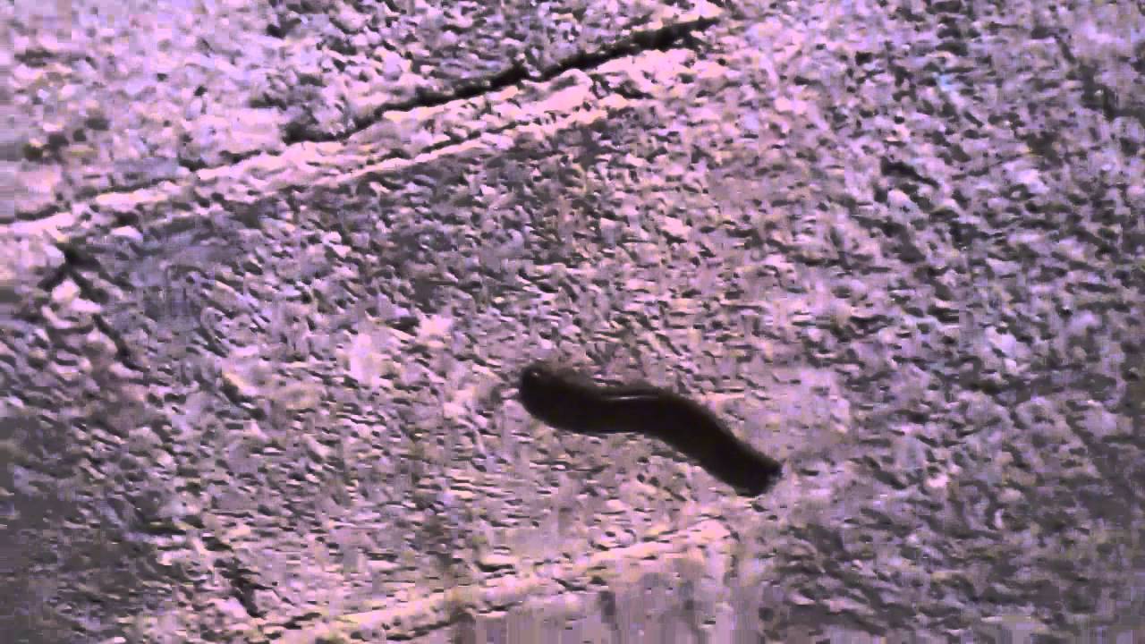 Una caramuela - YouTube