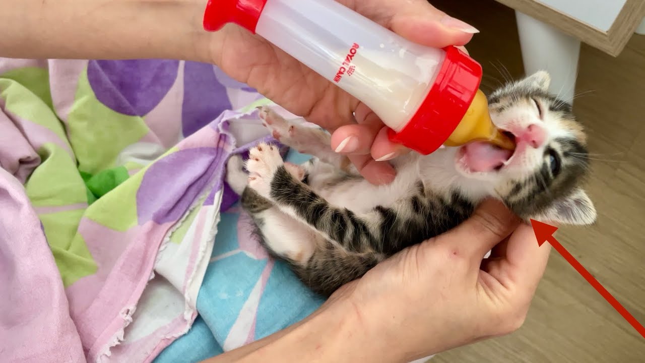 The Complete Guide to Kitten Formula Feeding: Tips, Amounts, and ...