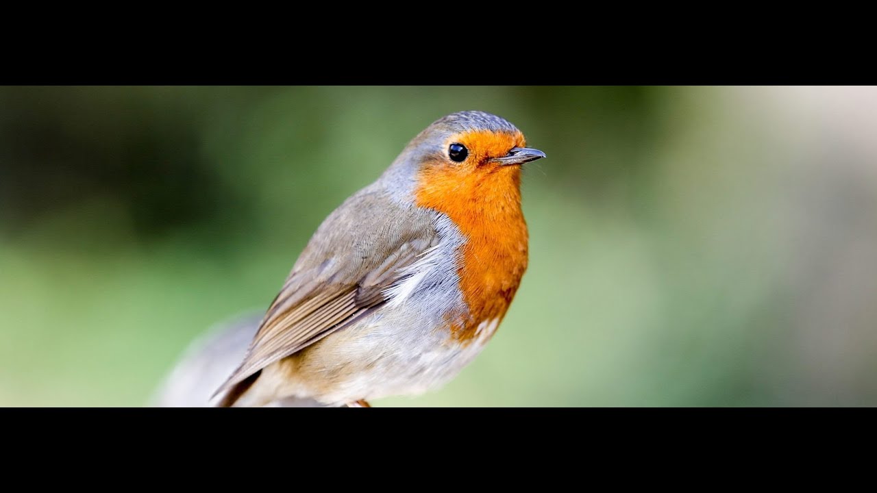 Autumn Robin Bird On Morning Visit To My Cottage Garden Scone Perth ...