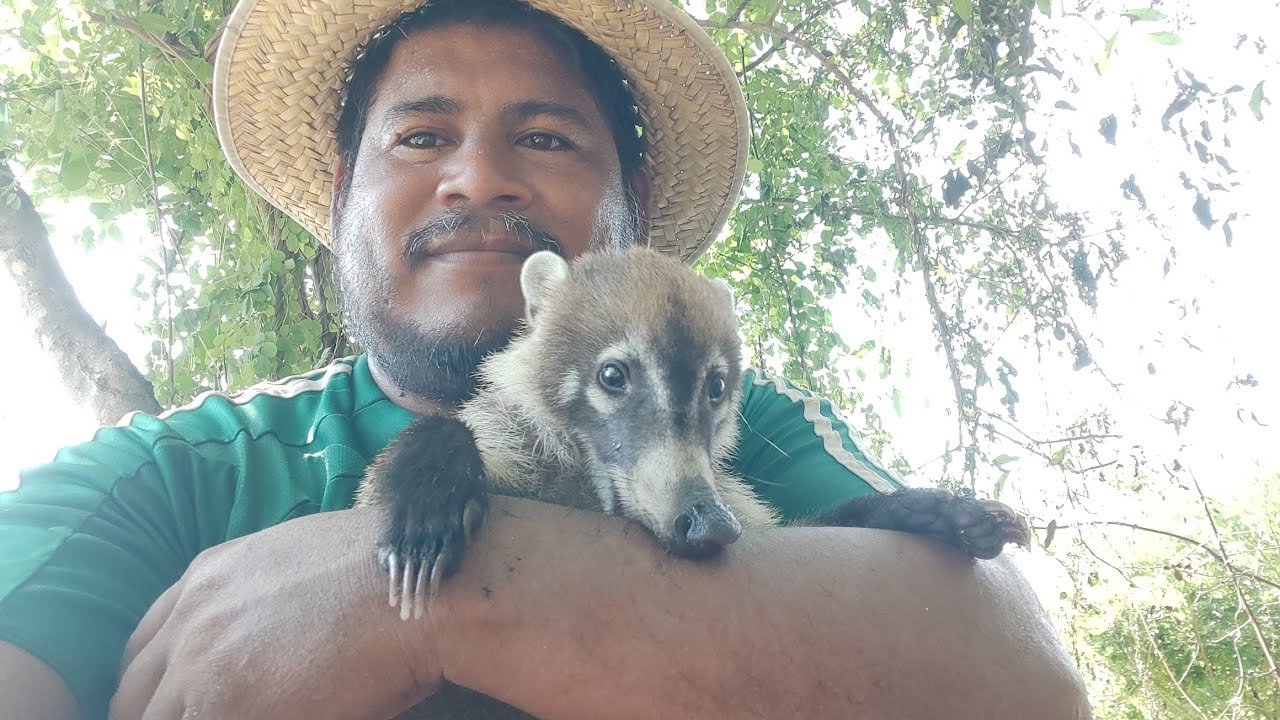😲asi sobrevive en el campo tejoncito🌱🦡 - YouTube