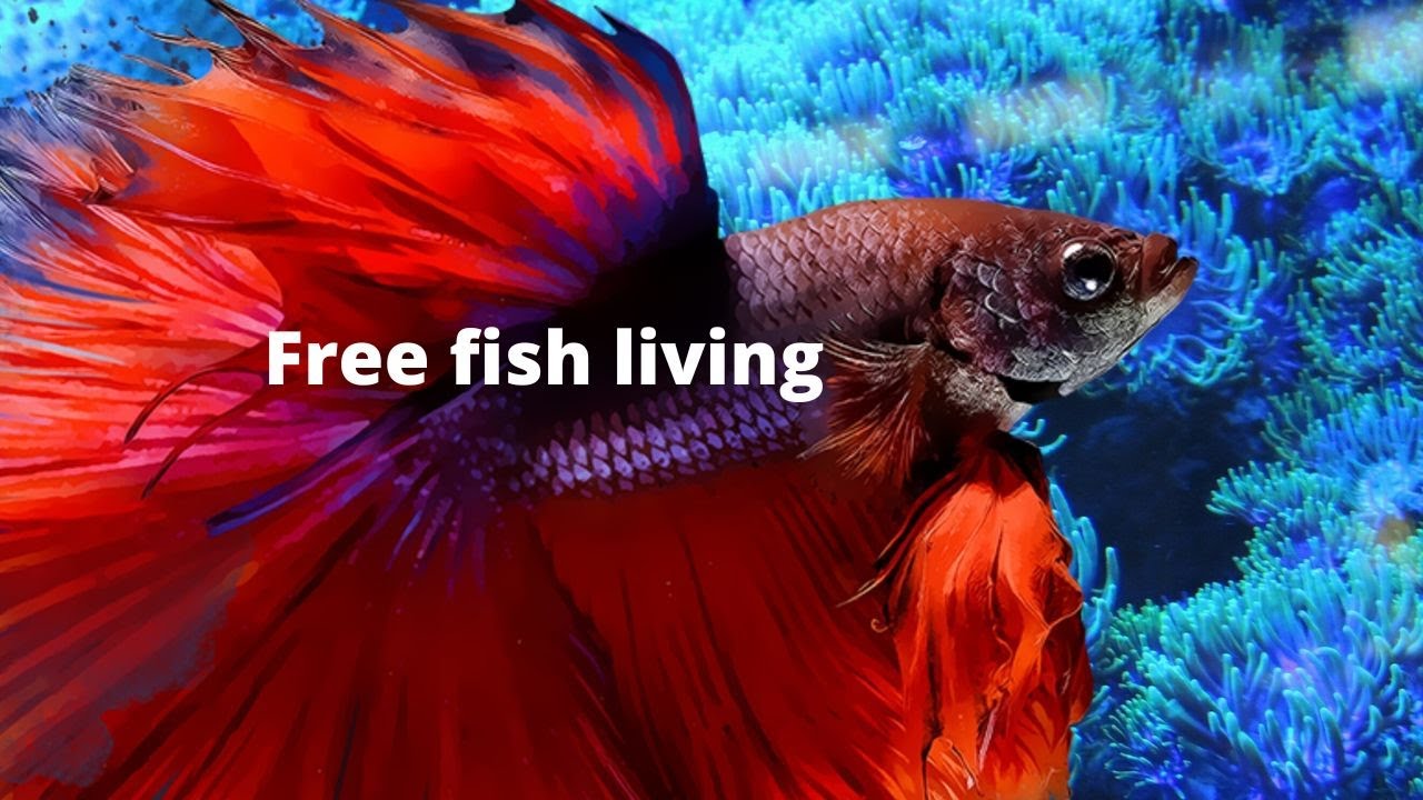 Peces libres nadando en mar abierto | Free fish living | Hermosos ...