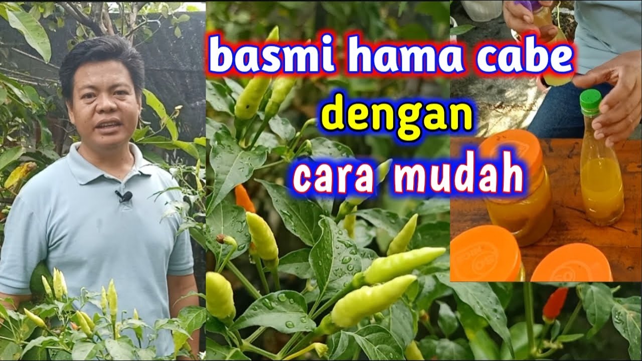 Cara Mudah Mengatasi Hama Cabe Dengan Bahan Dapur - YouTube
