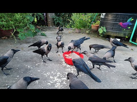 Kauwa kaka sound - All types of Crow sounds | Very loud voice of Crow ...