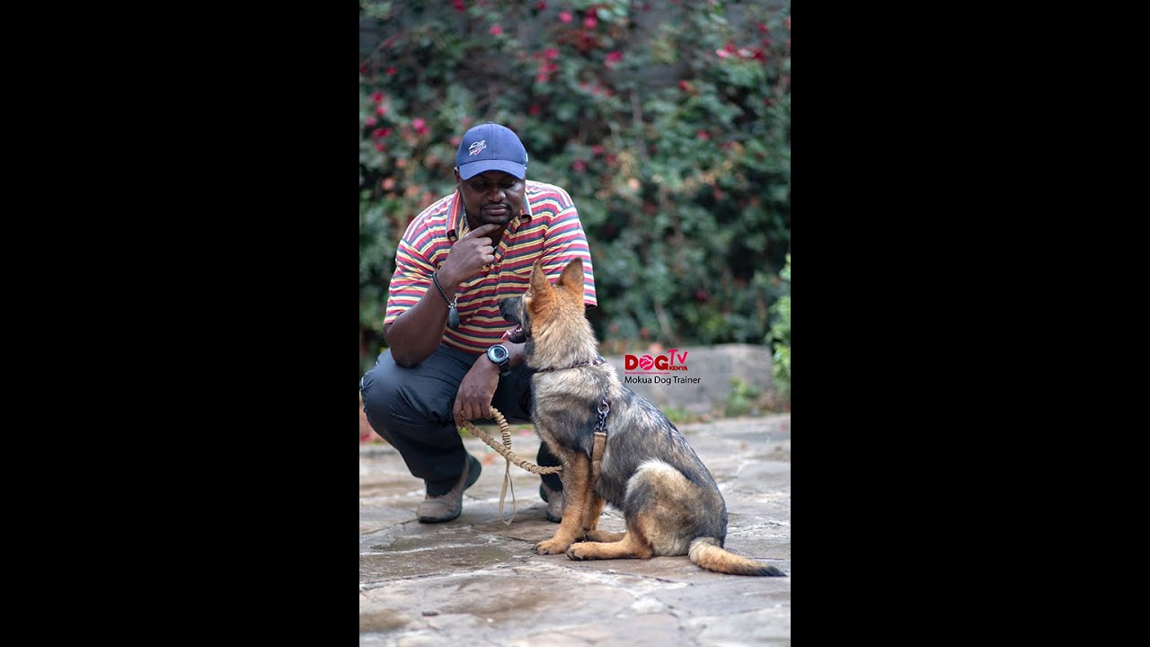 How a dog trainer trains dogs for international assignments.(dog tv ...