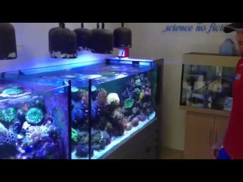 Check out the amazing display tanks at cairns marine! - YouTube
