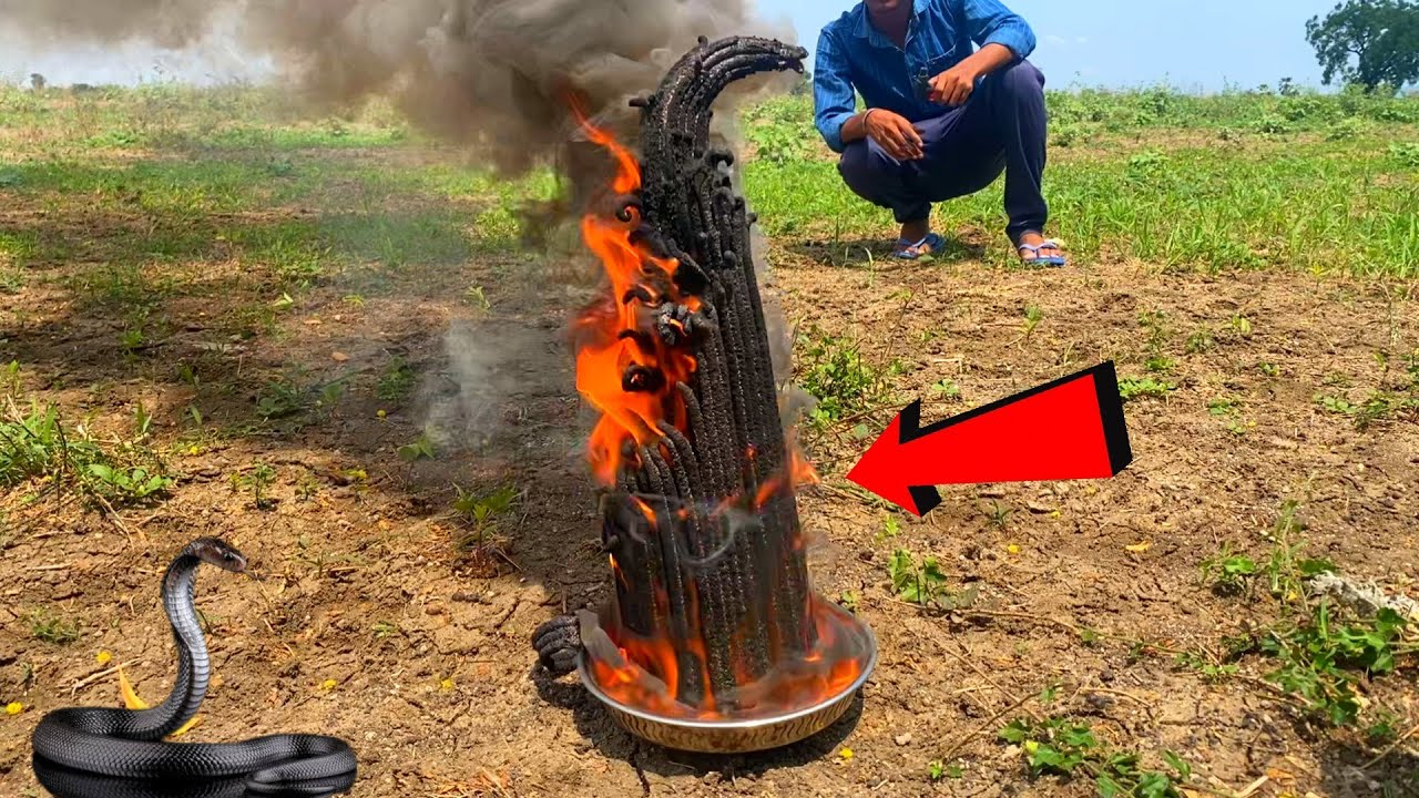 1000 SNAKE BOMB EXPERIMENT 🔥🔥🔥 - YouTube