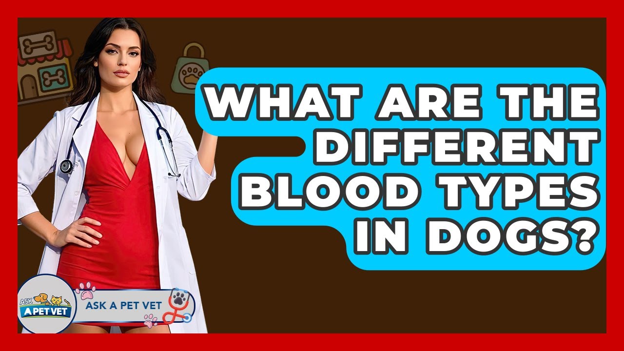 What Are The Different Blood Types In Dogs? - Ask A Pet Vet - YouTube