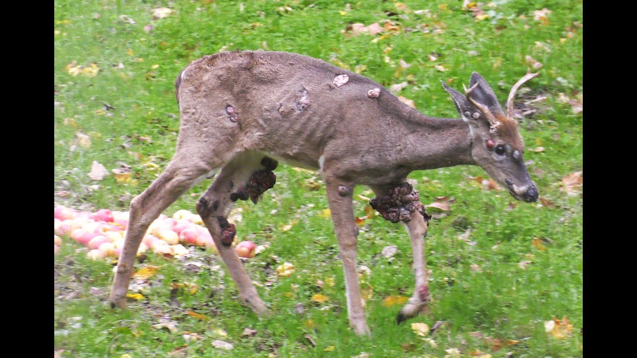 Mutated Deer in Ohio - YouTube