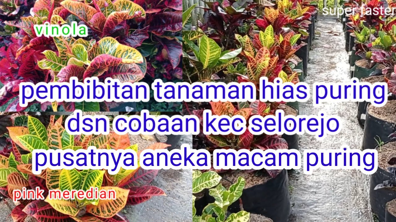 pusatnya tanaman hias puring @tanaman_angkutan_vlog_jalanan - YouTube