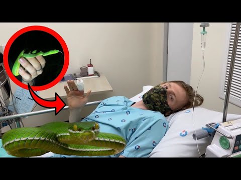 The Terrifying and Deadly White-Lipped Pit Viper Snake Bite 🐍 - YouTube