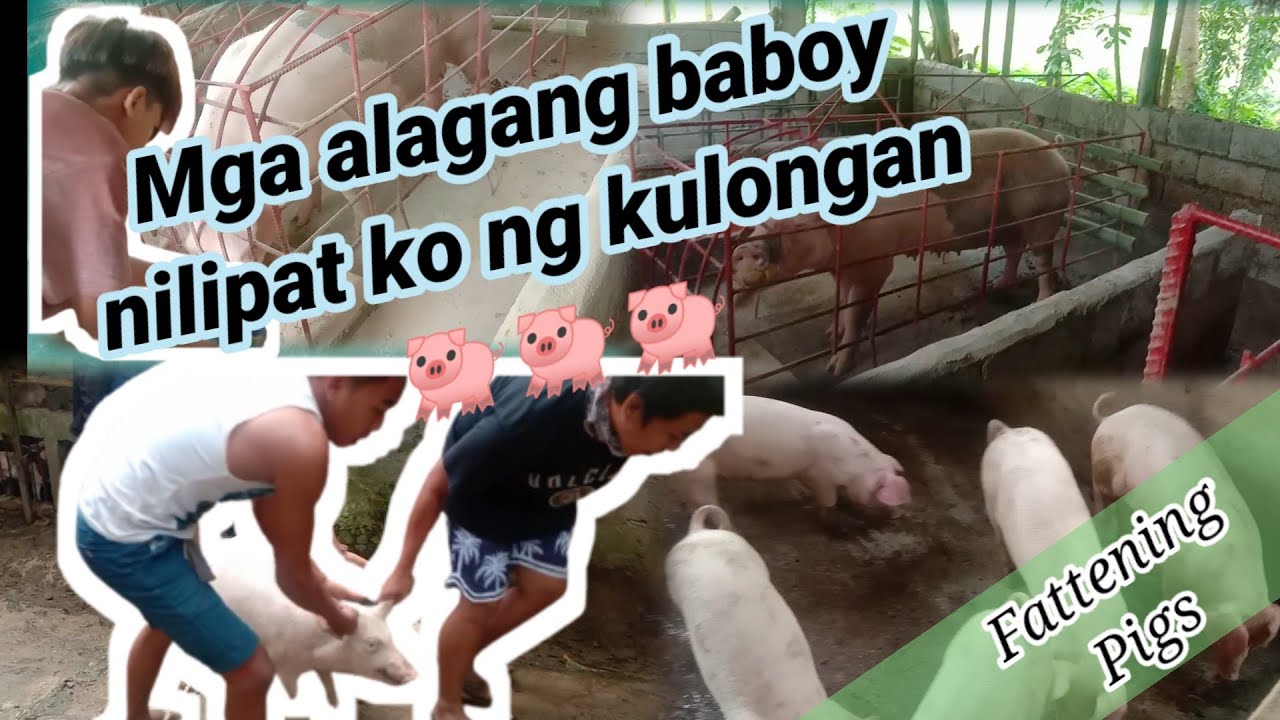 Transferring my fattening pigs in a bigger pig pen | Feeding tips ...