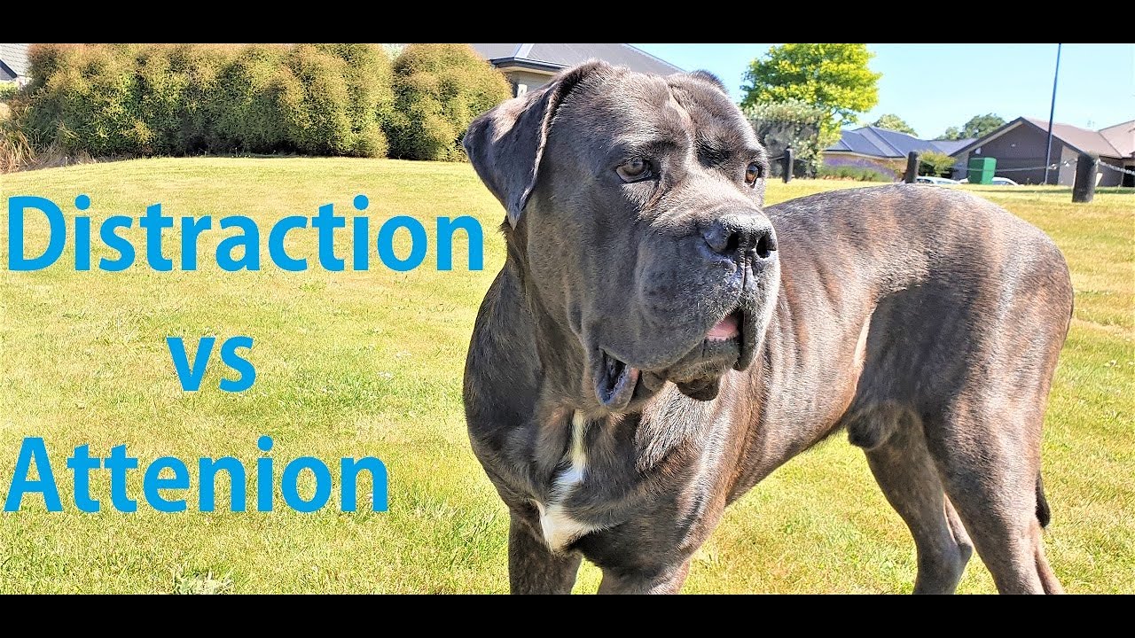 Training Your Dog to Ignore Distractions - YouTube